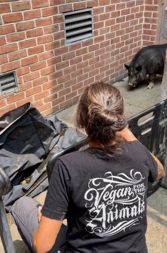 Police corner pig after weeklong mad dash around Lancaster Township ...