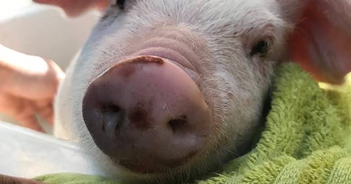 Rescued piglet fighting for his life after tumbling from trailer on ...