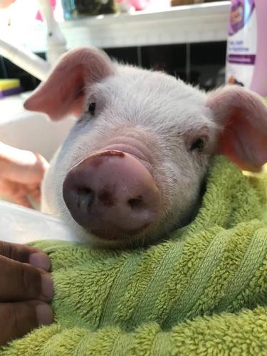 Rescued piglet fighting for his life after tumbling from trailer on ...
