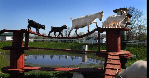 The Golden Goat Bridge | News | lancasteronline.com