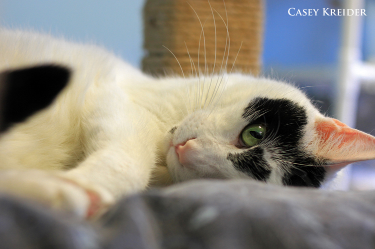 Clanker, the Pet of the Week | Blogs | lancasteronline.com