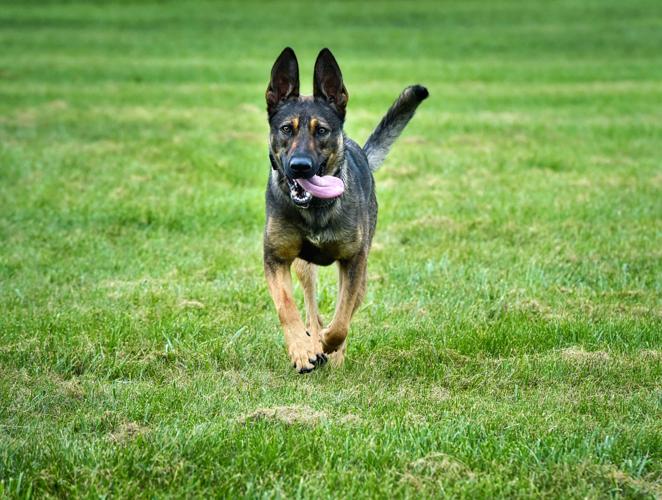 K-9 Arlo joins Northwest Regional police after months-long fundraising ...