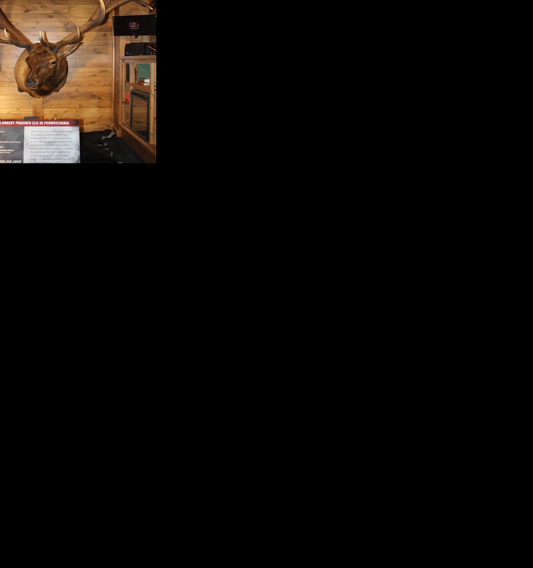 Massive bull elk, poached in Pennsylvania, now on public display ...