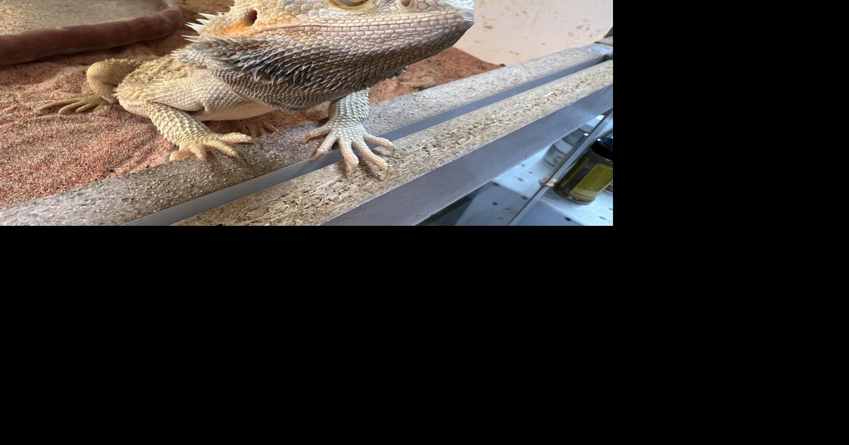 Pythons and lizards up for emergency adoption after owner in Columbia ...