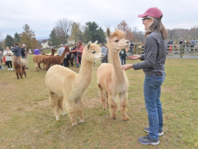 Eastland Alpacas hosts final open house of the year [photos] | Local ...