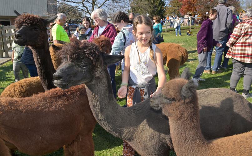 Eastland Alpacas holds open house at Mount Joy farm [photos ...