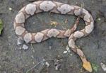 Here's what to know about copperheads in Lancaster County [Lancaster ...