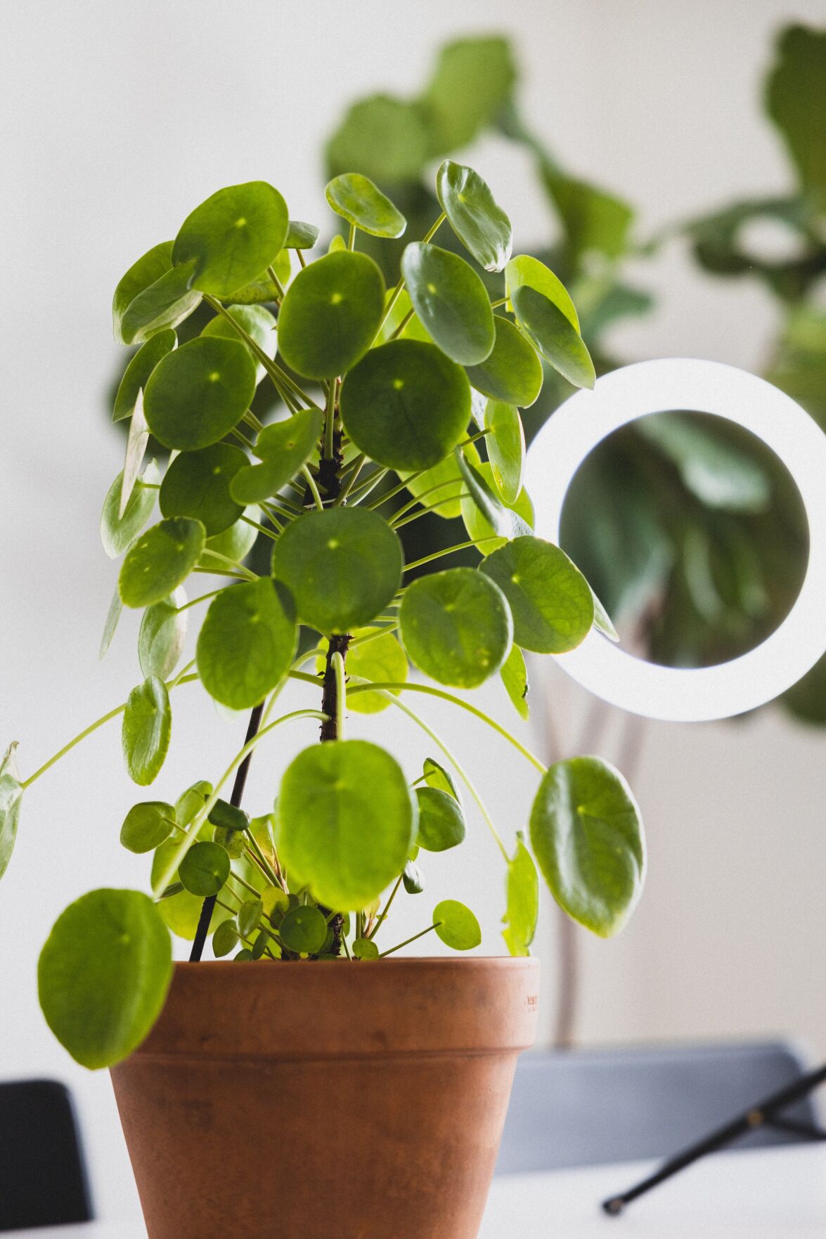 Chinese money plant, pothos: 10 easy houseplants to propagate [photos ...
