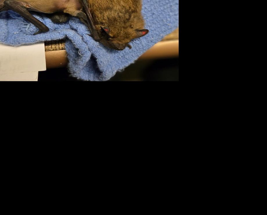 Moms of all types raise orphaned raccoons, eaglets, more at Lancaster ...