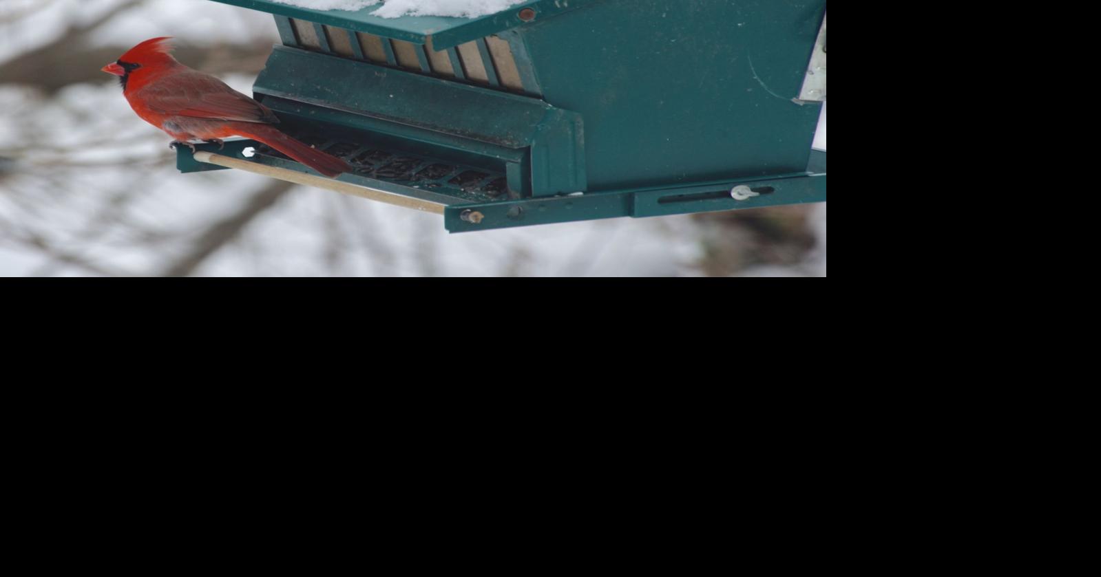 What are the most common birds, and the biggest bullies, at your ...