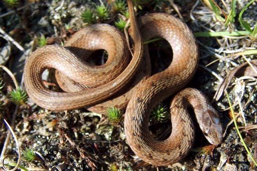 Do you kill snakes? Why? | Outdoors | lancasteronline.com