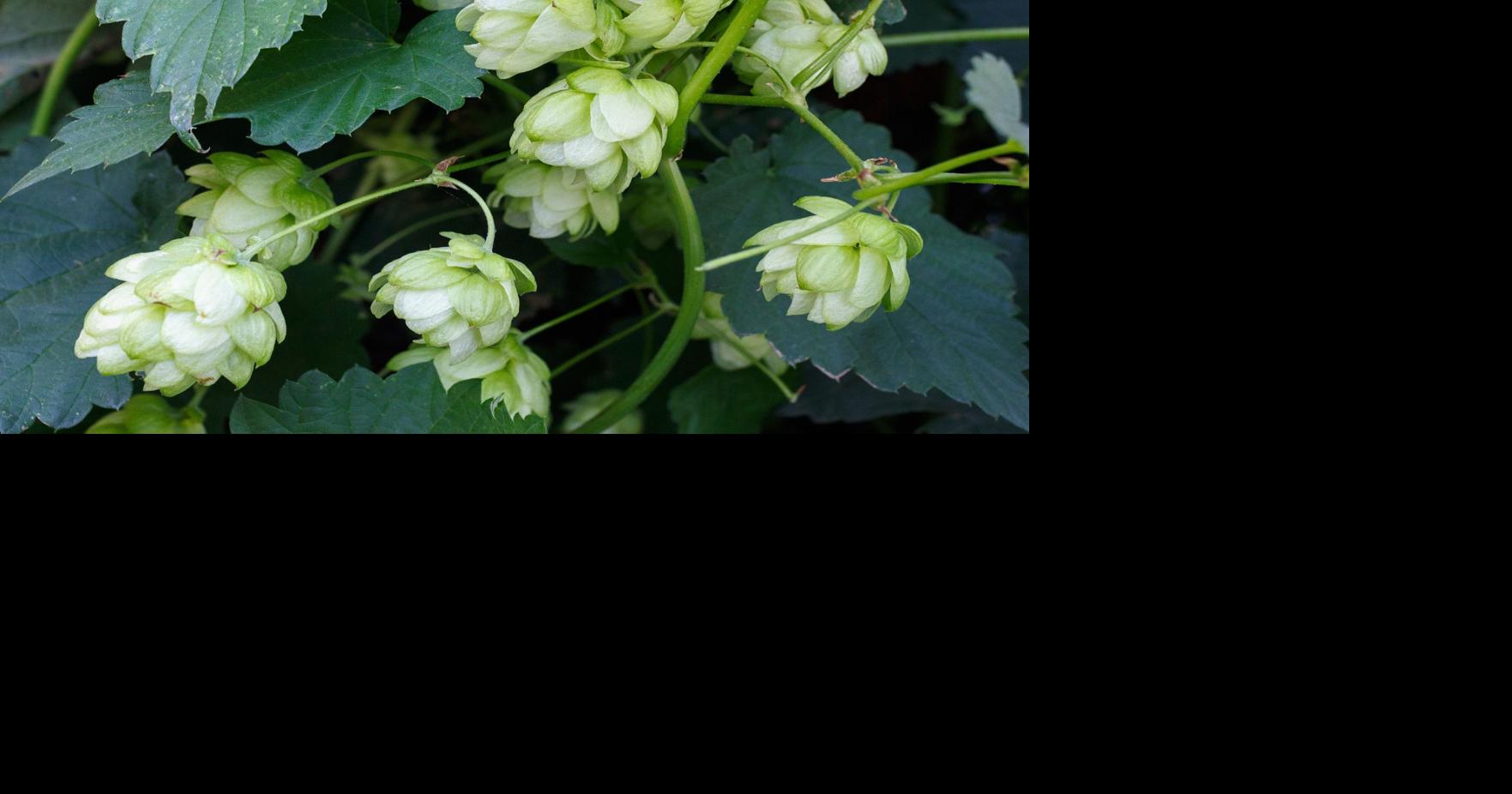 How to grow your own hops and where to find them in Lancaster County ...
