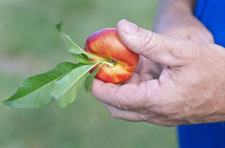 Cherry Hill Orchards are abundant with crops maturing early [photos ...