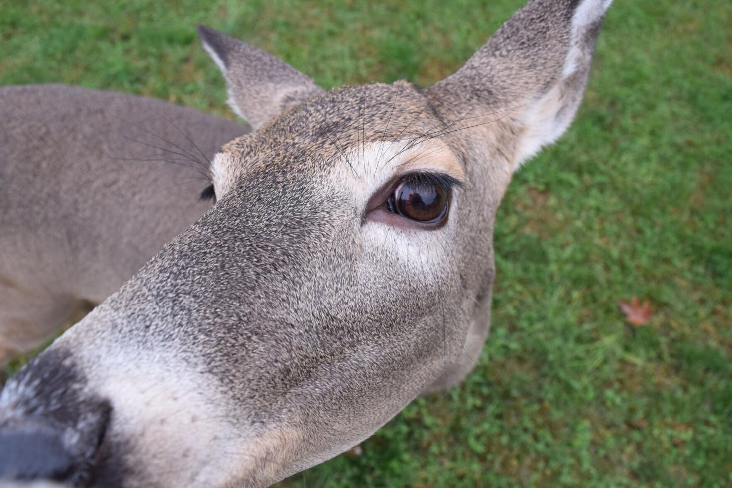 Love of deer leads to TikTok stardom, inspires food truck business ...