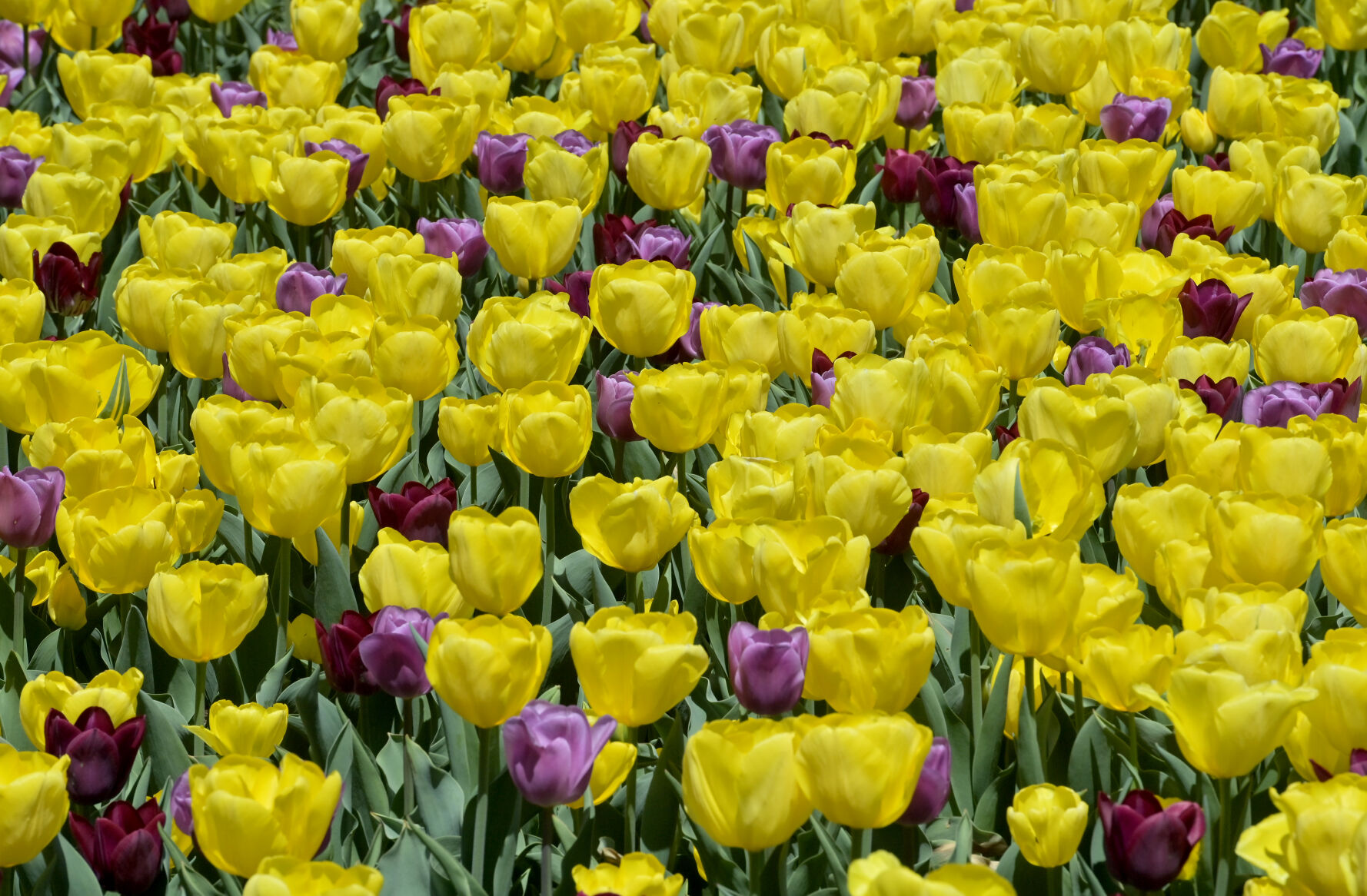Tulips are in bloom at the Hershey Gardens [photos] | Home & Garden ...