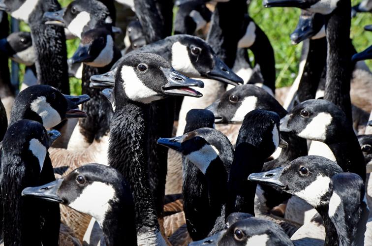 Game Commission bands Canada geese at Middle Creek [photos] | Outdoors ...