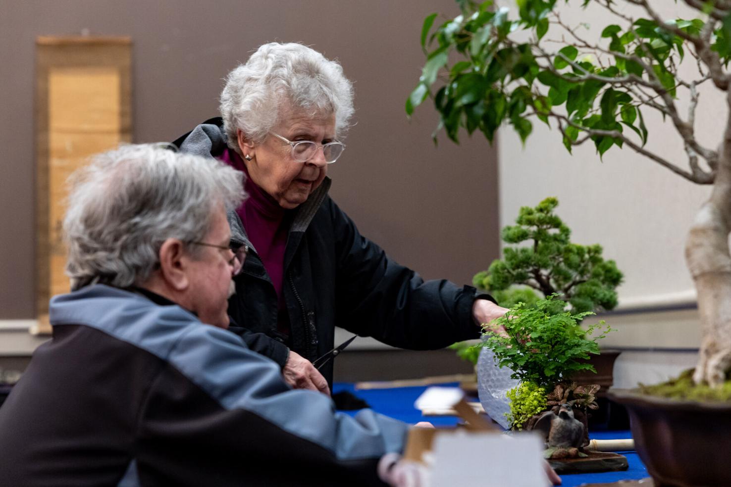 How (and why) bonsai growers turn trees into living sculpture [photos ...