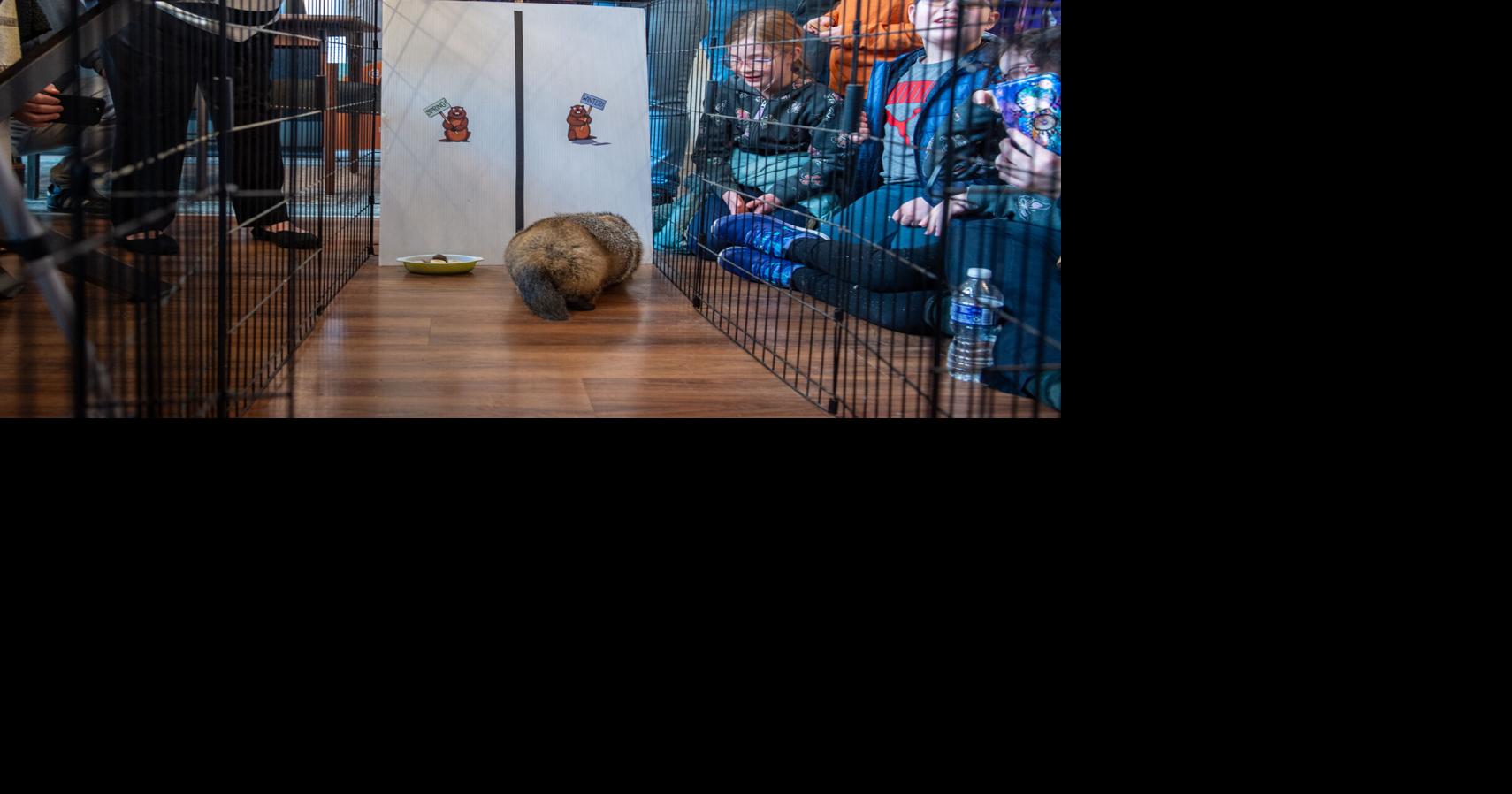 Groundhog Day 2026: 5 Lancaster County groundhogs to predict early ...