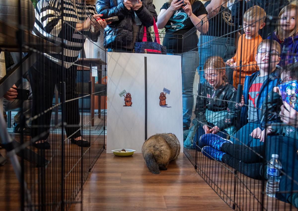 Groundhog Day 2026: 5 Lancaster County groundhogs to predict early ...
