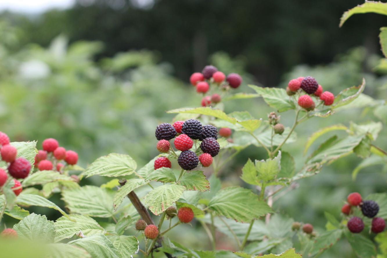 Here are 3 farms in, around Lancaster County where you can pick your ...