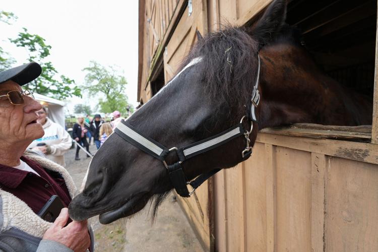 Lancaster police horse officers Liam and Ozzy head out to pasture at ...