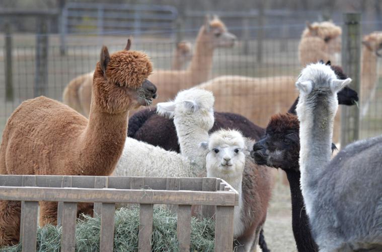 Adventures for all at an alpaca open house in Mount Joy Township ...