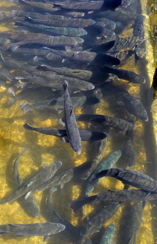 Trout grow for anglers, restaurants, markets at Limestone Springs ...