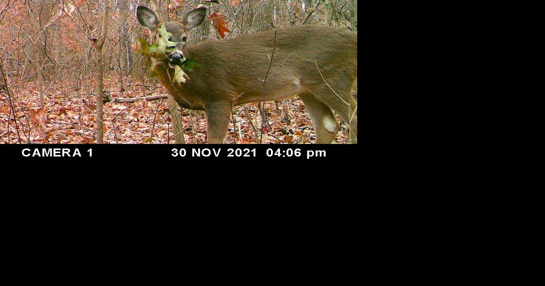 Here are the key dates to remember for the 2025-26 Pa. hunting season ...