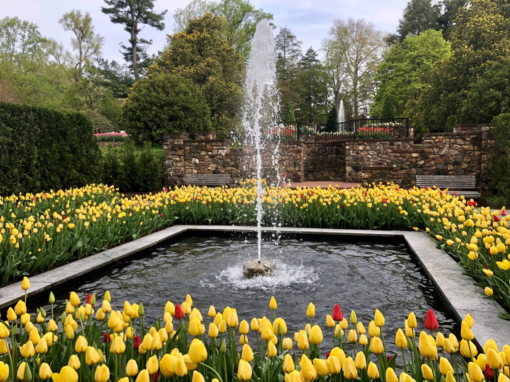 Where to find tulips in the Lancaster County region | Home & Garden ...