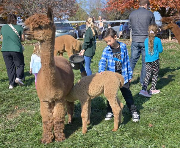 Eastland Alpacas holds open house at Mount Joy farm [photos ...