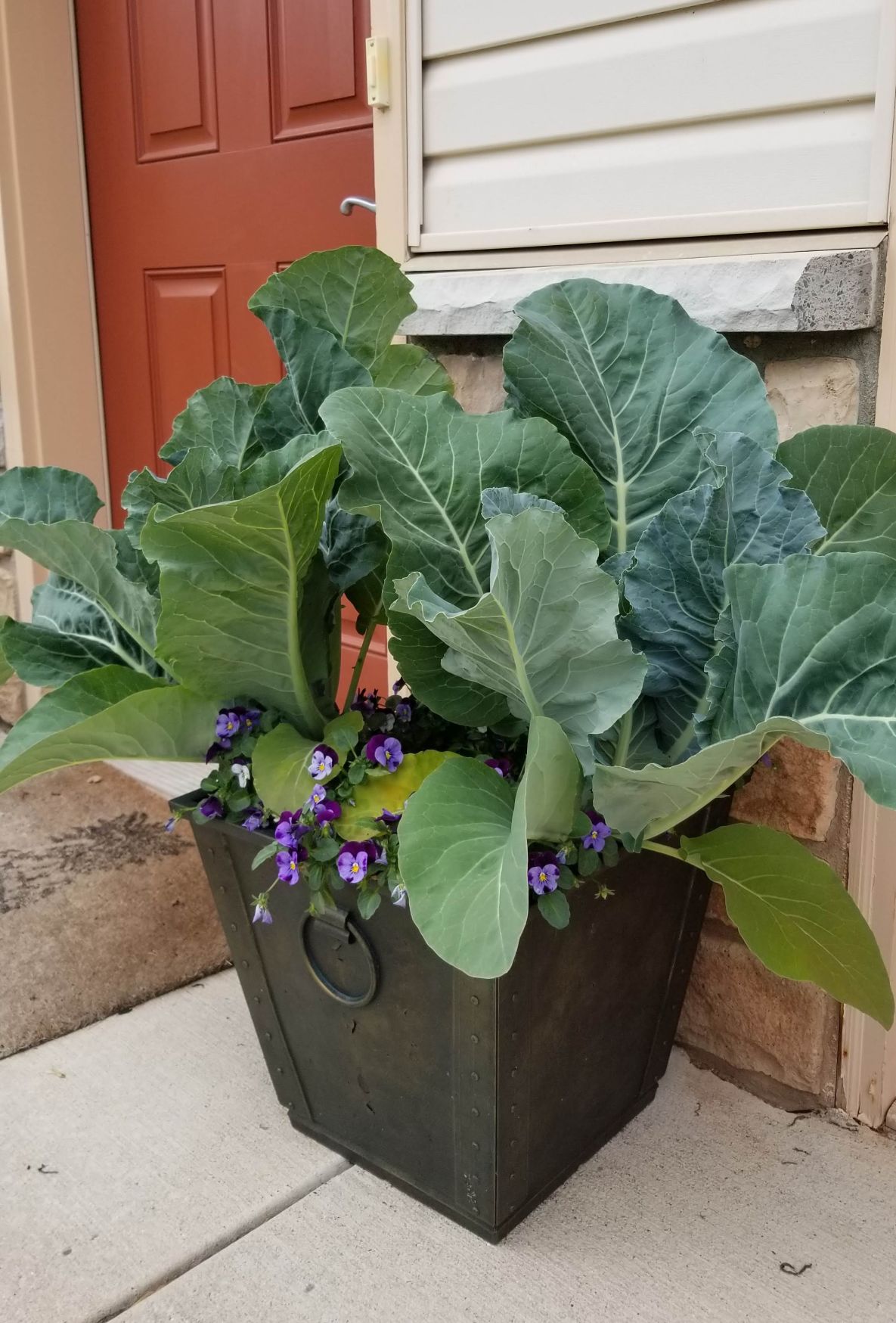 Master Gardener: How to get your vegetables growing [new column] | Life ...