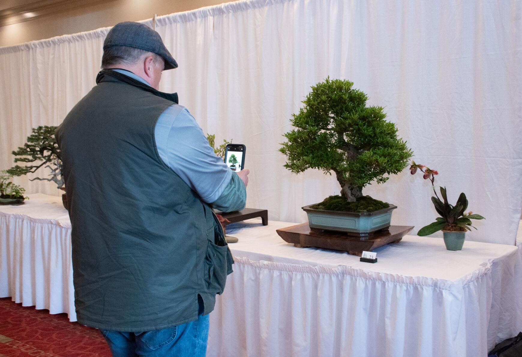 Inside a big bonsai show filled with tiny trees from Pennsylvania to ...