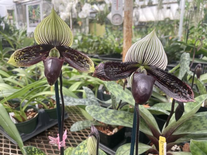 Check out these dark and spooky plant options for Halloween [photos ...