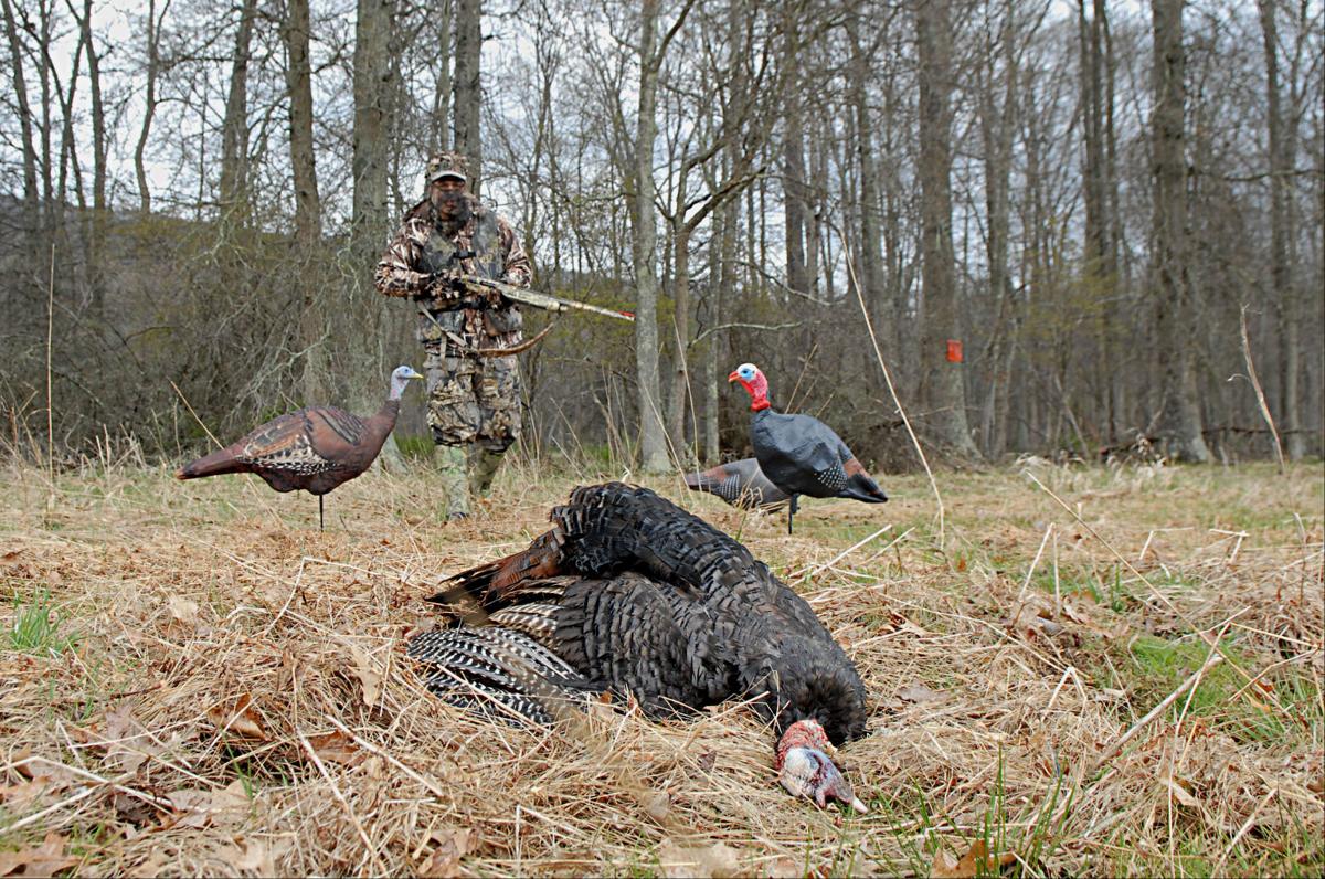 PA Game Commission predicts hot action for spring turkey season ... PA Game Commission predicts hot action for spring turkey season ...