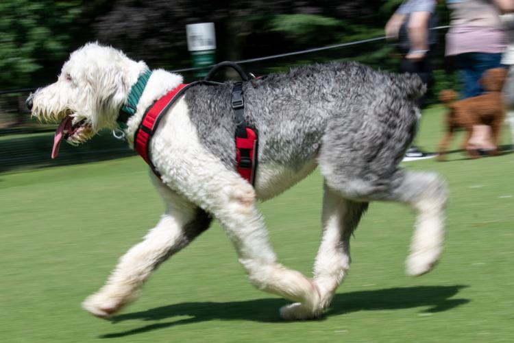 Sheepdogs meet up Saturday at Beau's Dream Dog Park [photos ...