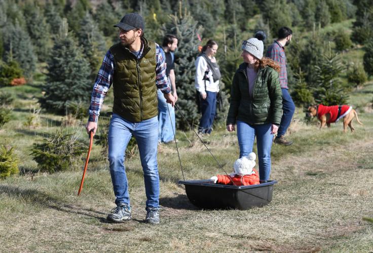 Christmas tree shopping is here at Miller's Christmas Tree Farm in ...
