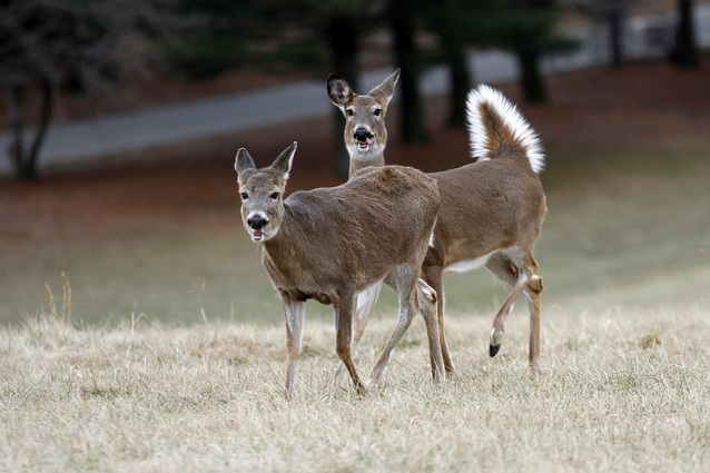 Muddy Run deer count tops 500 | News | lancasteronline.com
