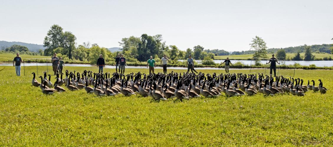 Game Commission bands Canada geese at Middle Creek [photos] | Outdoors ...