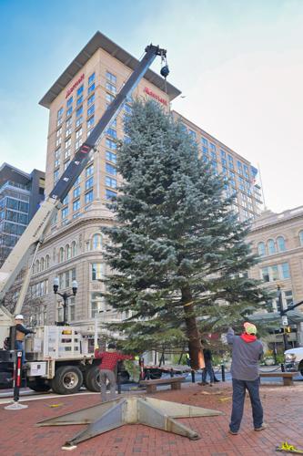 Christmas tree arrives in downtown Lancaster city [photos] | Local News ...