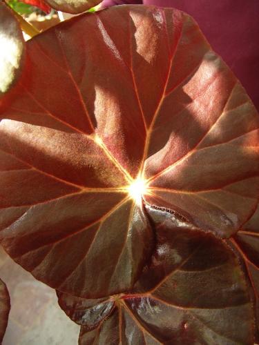 Fancy foliage and family | Lifestyle | lancasteronline.com