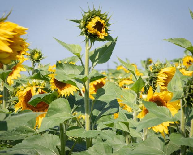 5 acres of sunflowers in bloom at Leabrook Ag's Sunflower Safari ...