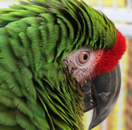 Homeless exotic birds have a sanctuary in Lancaster County | Outdoors ...