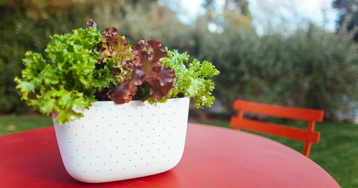 Woolly Pocket perfect for container gardening | Home & Garden ...