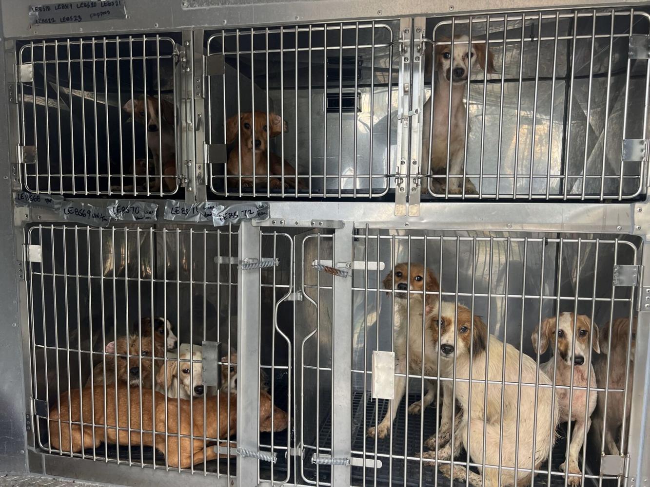 Lancaster SPCA sets adult dog adoption fee at $10 this weekend | Local ...