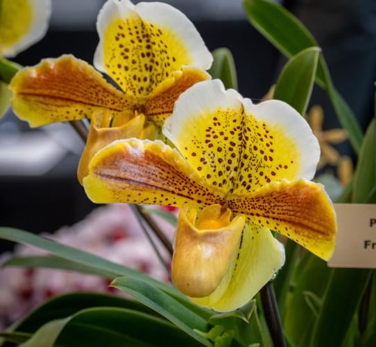 1,000 orchids bloom this weekend in an indoor escape from winter at ...