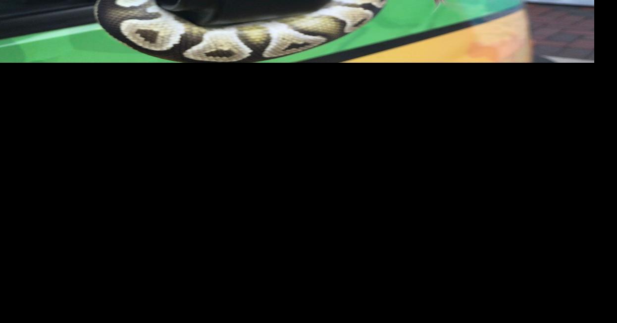 Customers find 3-foot python at New Holland Sheetz | Local News ...