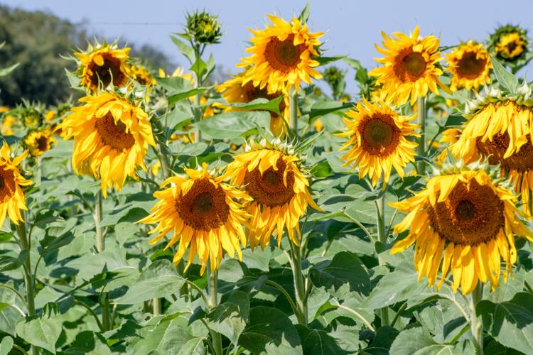 5 acres of sunflowers in bloom at Leabrook Ag's Sunflower Safari ...