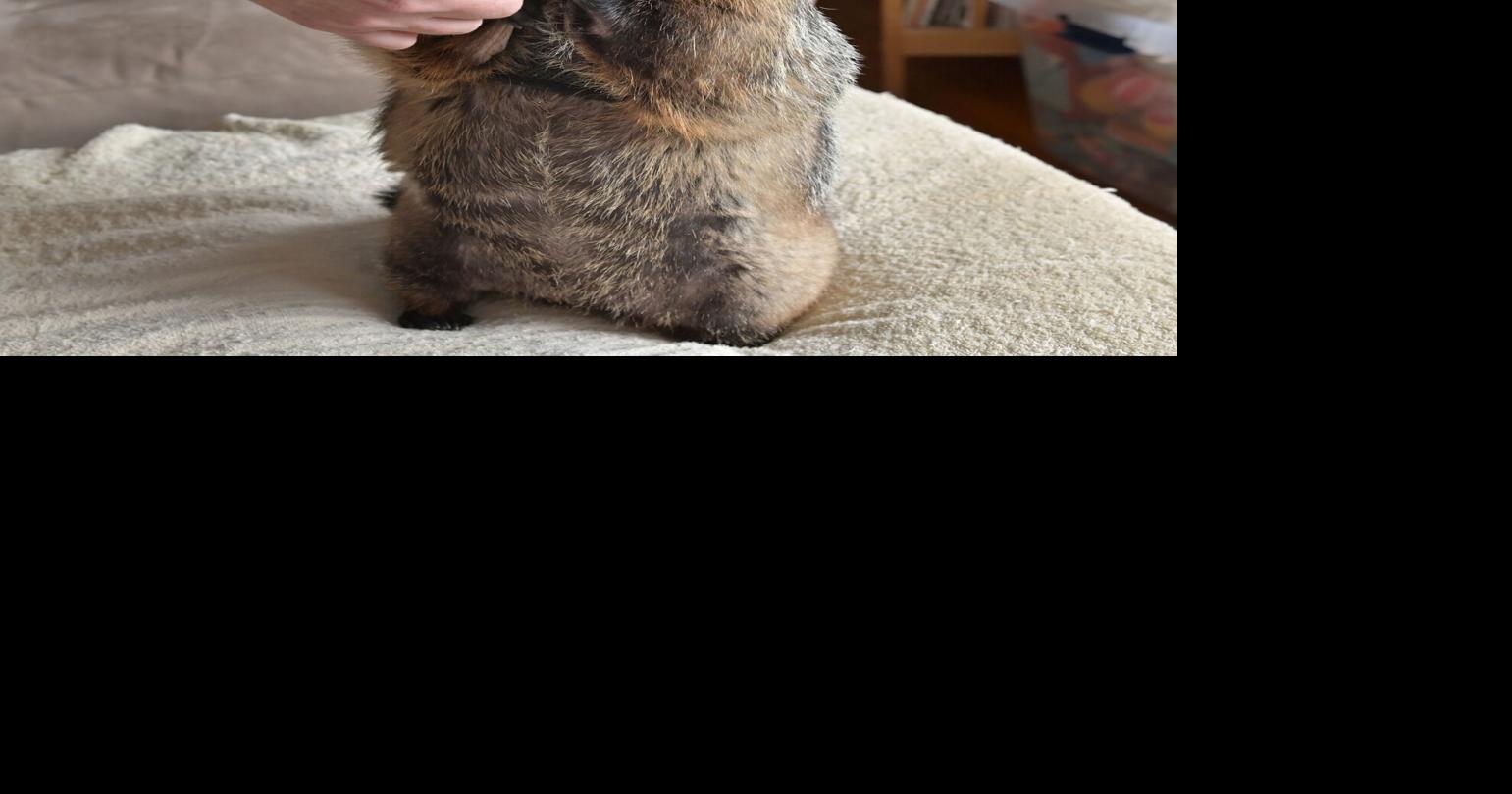 Acorn Acres Wildlife Rehabilitation is fundraising to facilitate a move ...