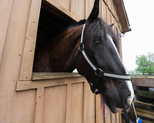 Lancaster police horse officers Liam and Ozzy head out to pasture at ...