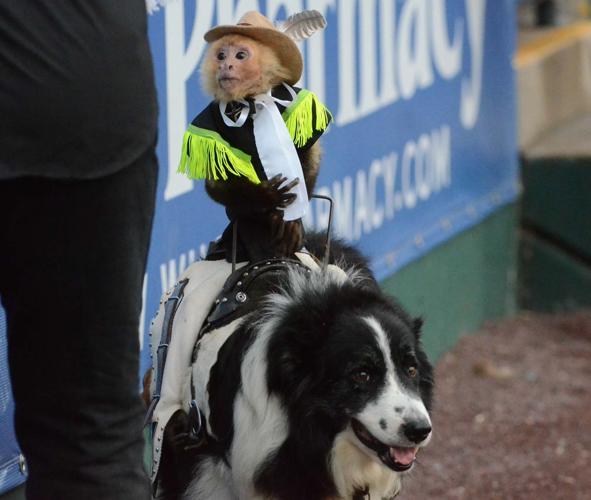 cowboy primate